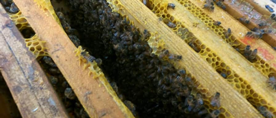 Blog de Abejas y Apicultura | Los RescatAbejas | "Los RescatAbejas"